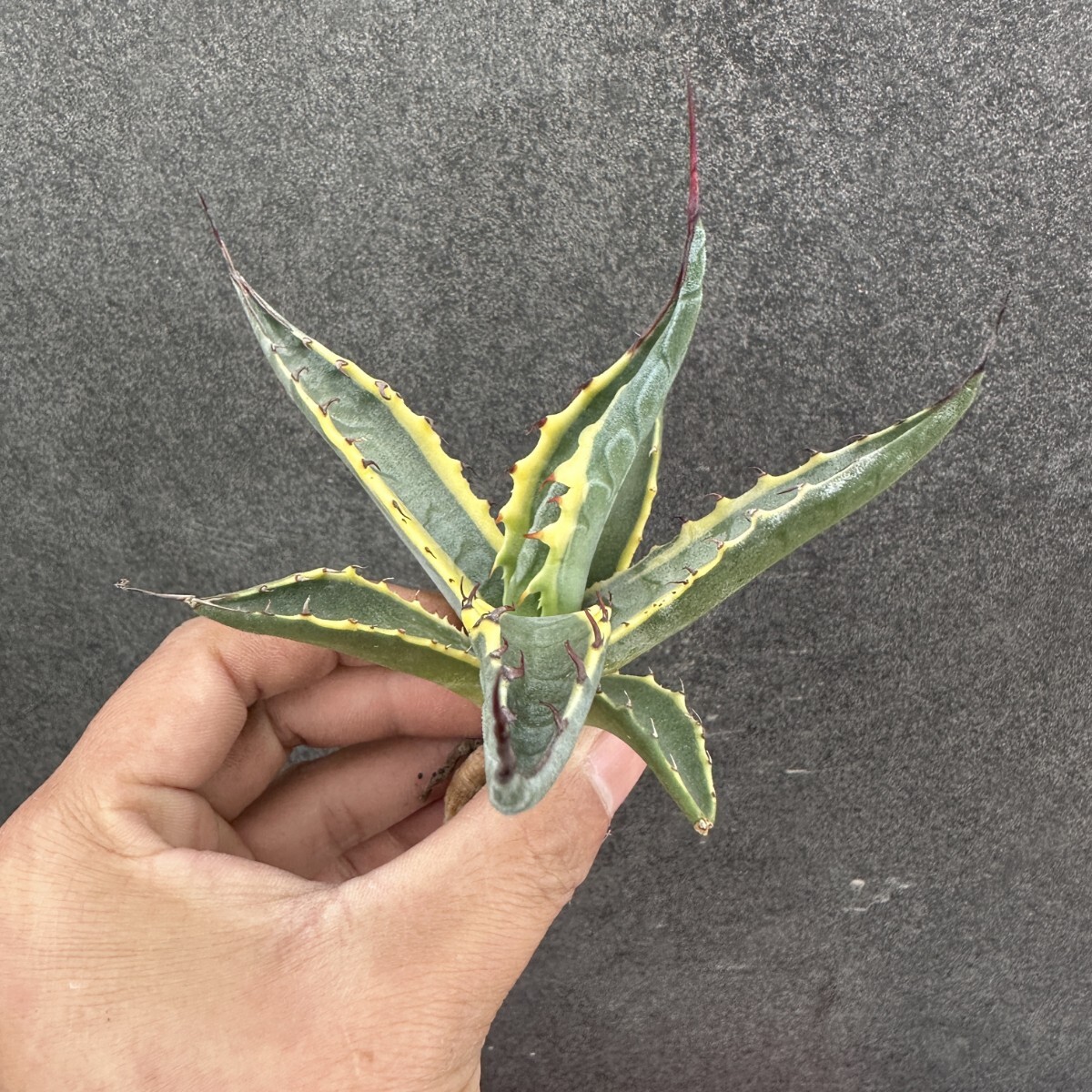 Yahoo!オークション - d47 アガベ モンタナ ティファニー montana アガ...