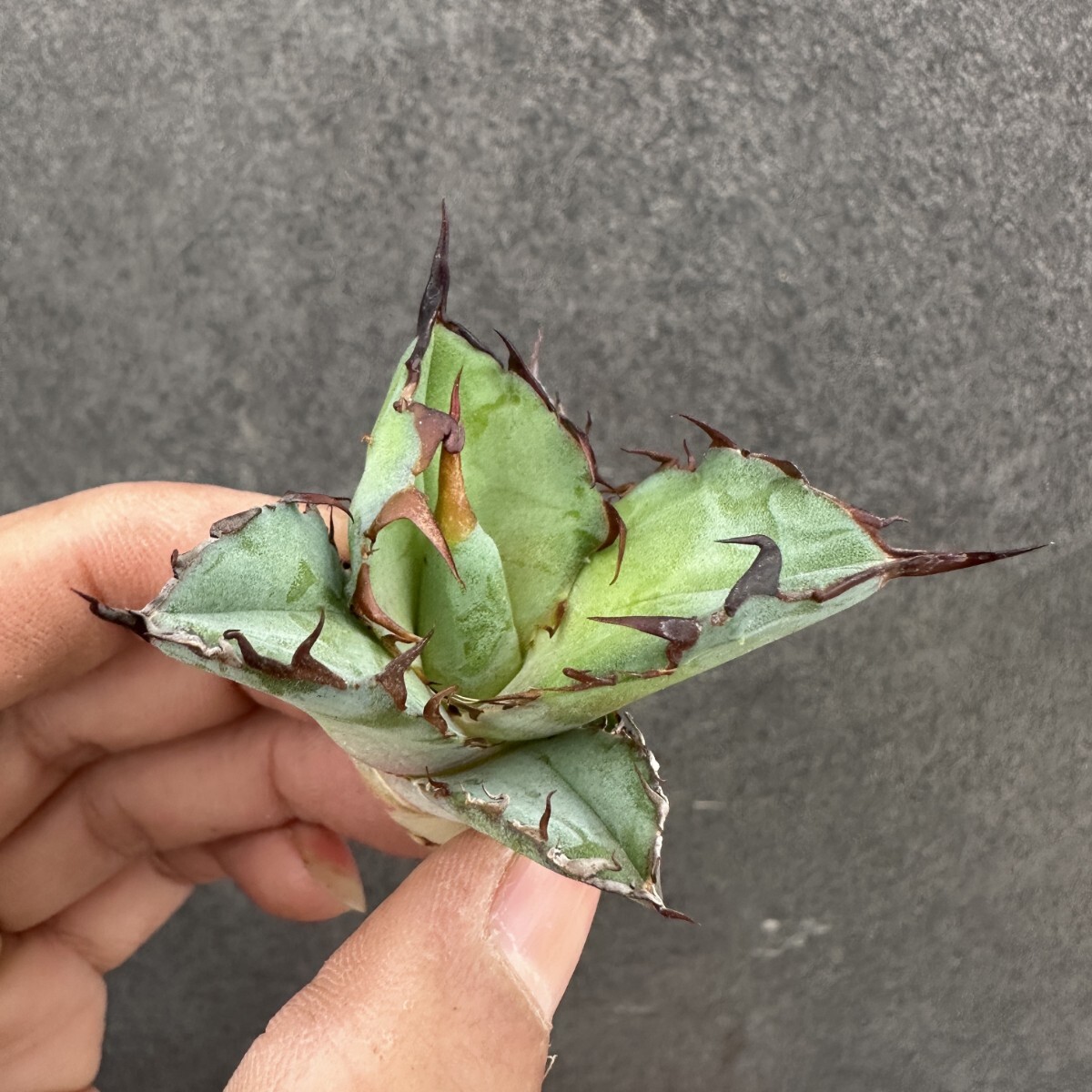 Yahoo!オークション - d53 多肉植物 アガベ チタノタ BEAST ビースト ...