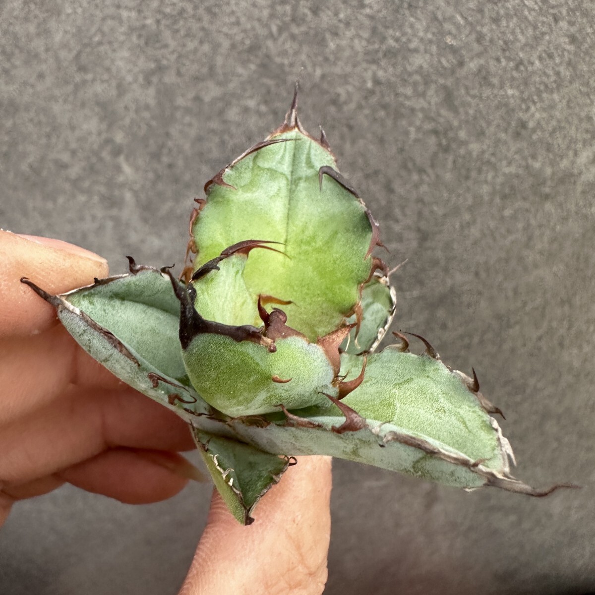 Yahoo!オークション - d53 多肉植物 アガベ チタノタ BEAST ビースト ...