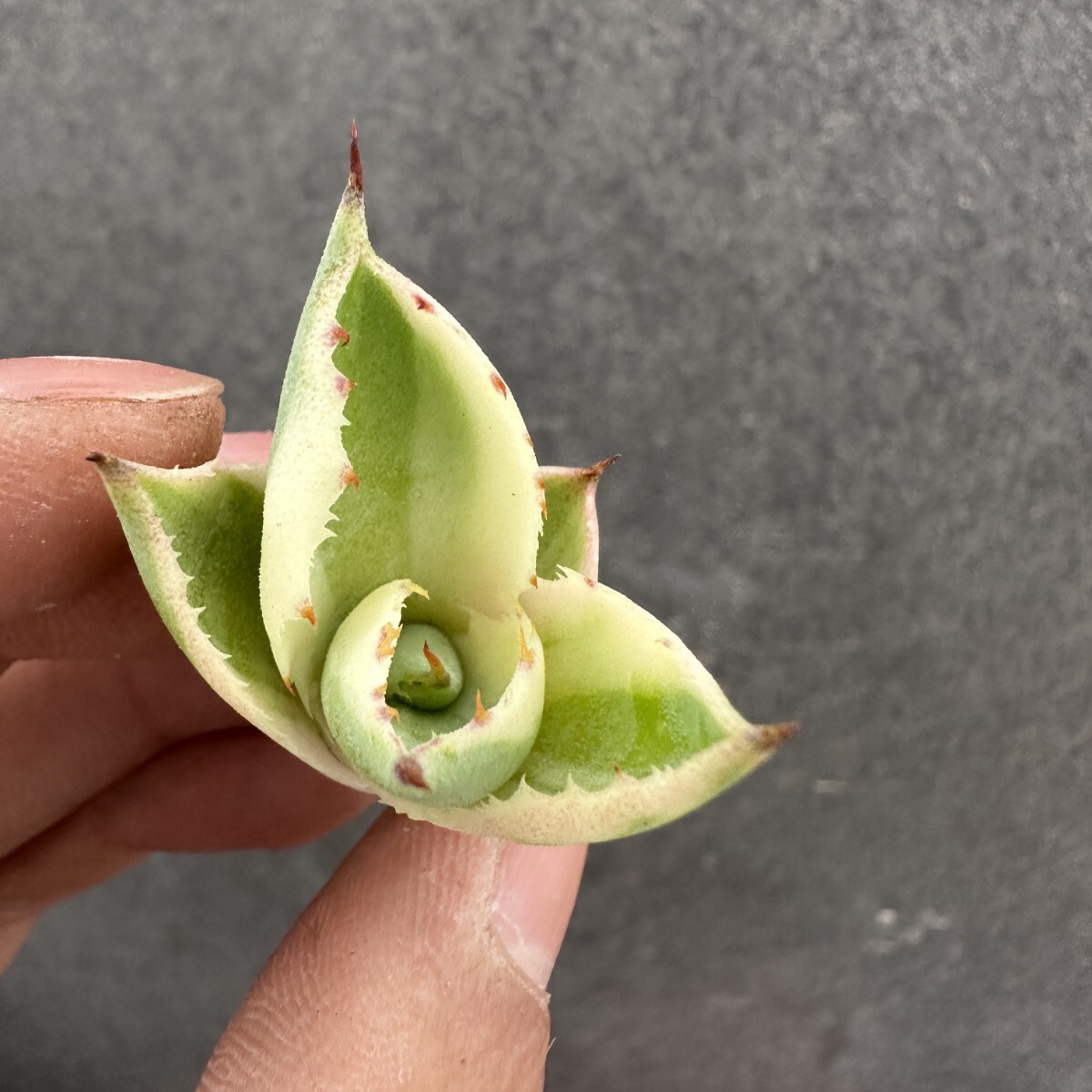 Yahoo!オークション - d54 アガベ パリー トランカータ オリザバ 子株