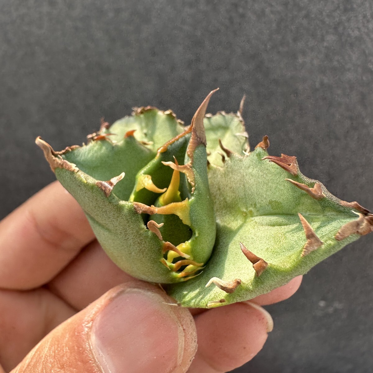 Yahoo!オークション - e44 多肉植物 アガベ チタノタ 悪魔くん BAKEMON...