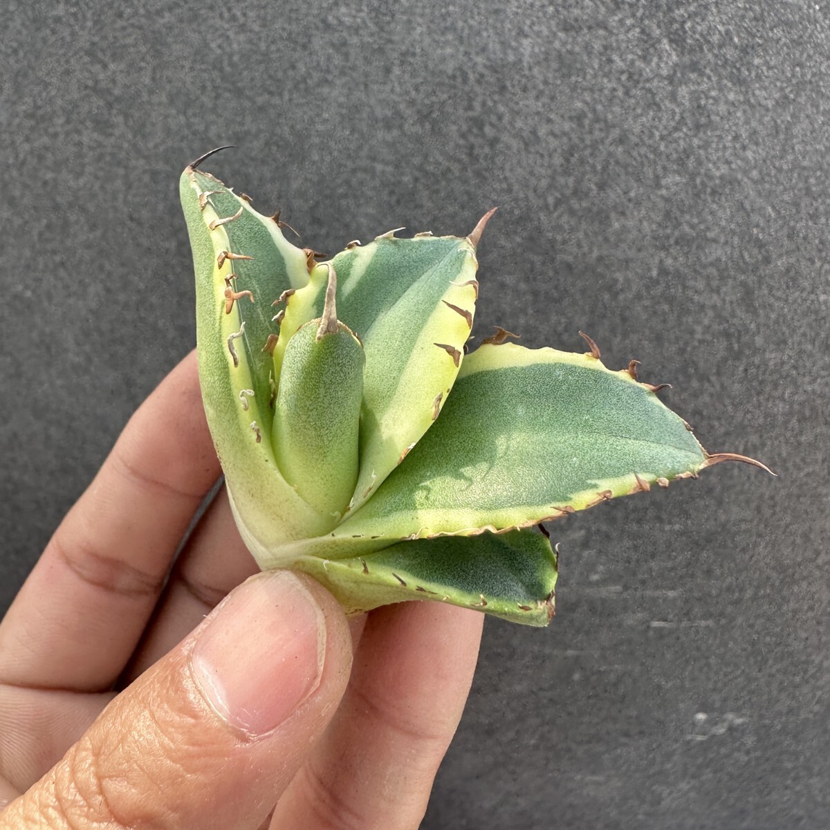 Yahoo!オークション - e48 アガベ チタノタ 太陽神 斑入り 胴切天芽子...