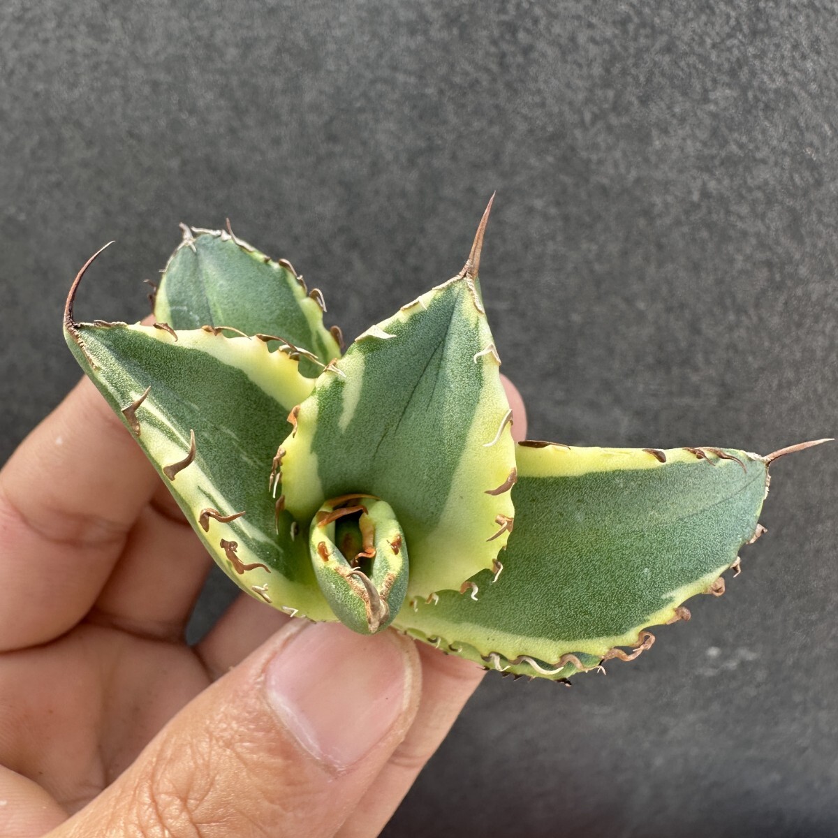 Yahoo!オークション - e48 アガベ チタノタ 太陽神 斑入り 胴切天芽子...