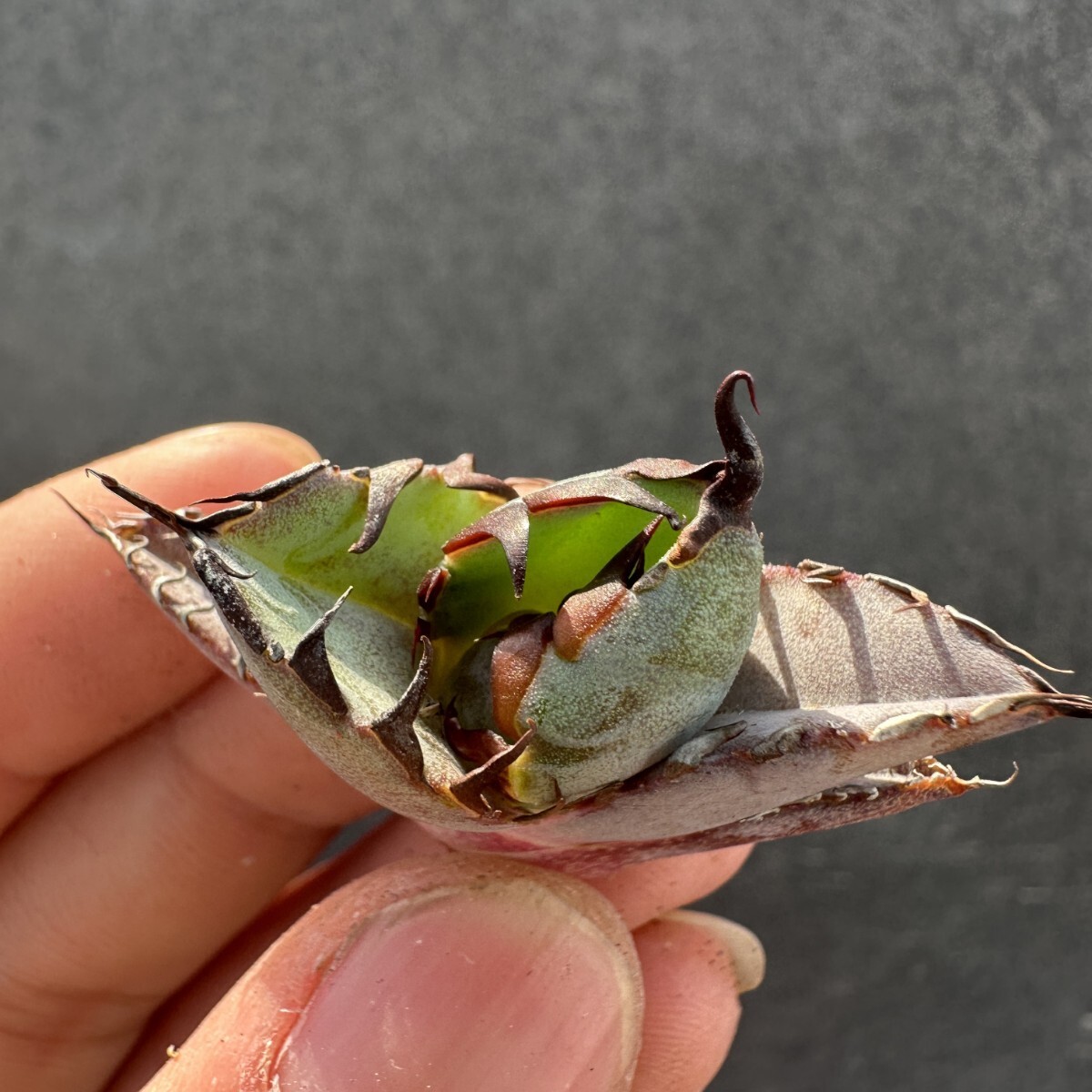 Yahoo!オークション - e49 多肉植物 アガベ チタノタ BEAST ビースト ...