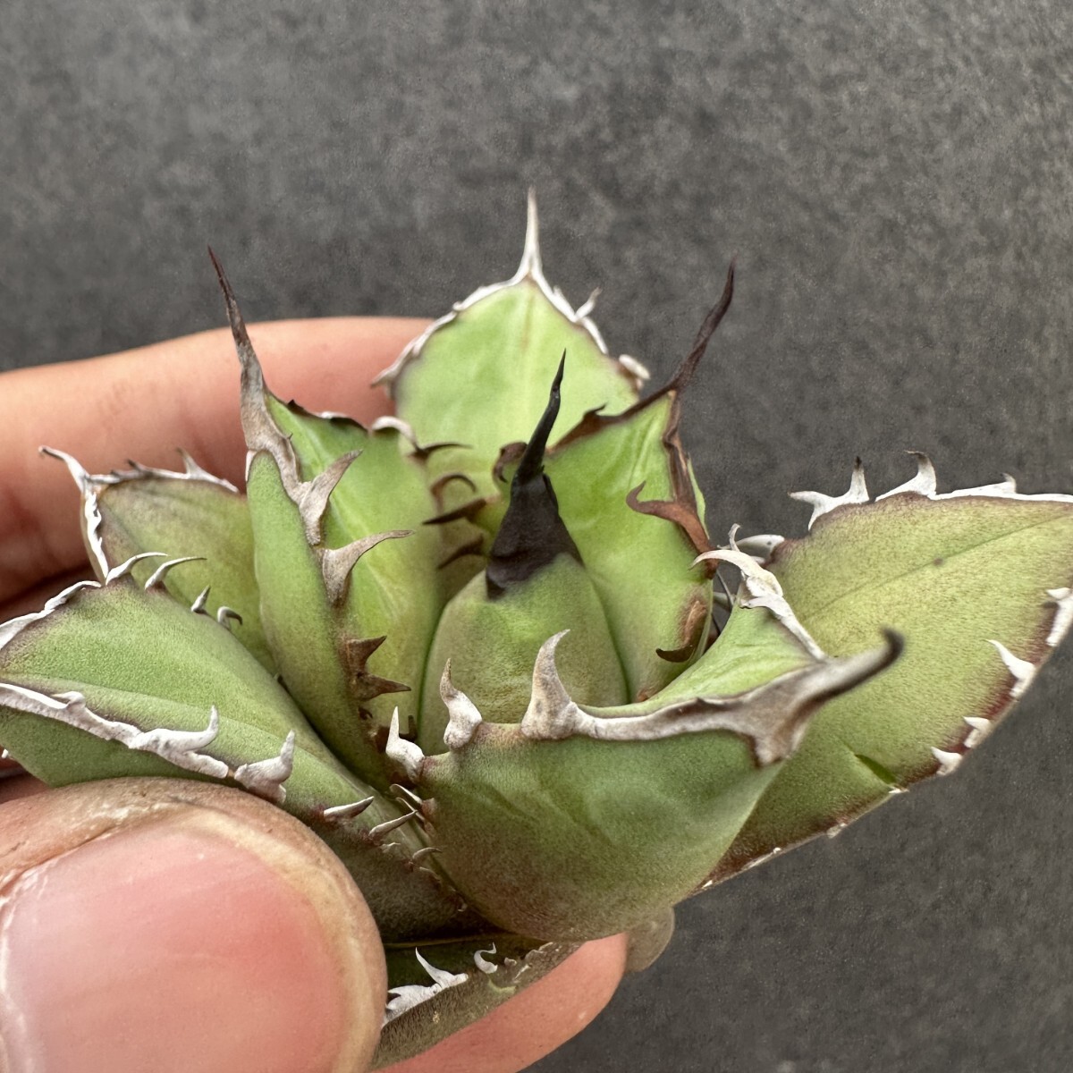 Yahoo!オークション - g47 アガベ チタノタ オアハカ実生 超強鋸歯選抜...