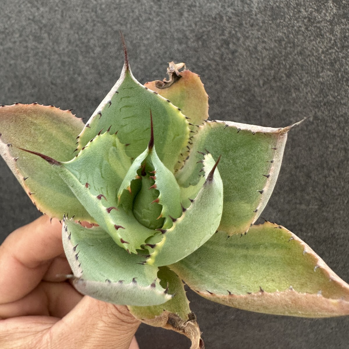 Yahoo!オークション - g52 アガベ ドラド ドラゴントゥース錦 胴切り天...