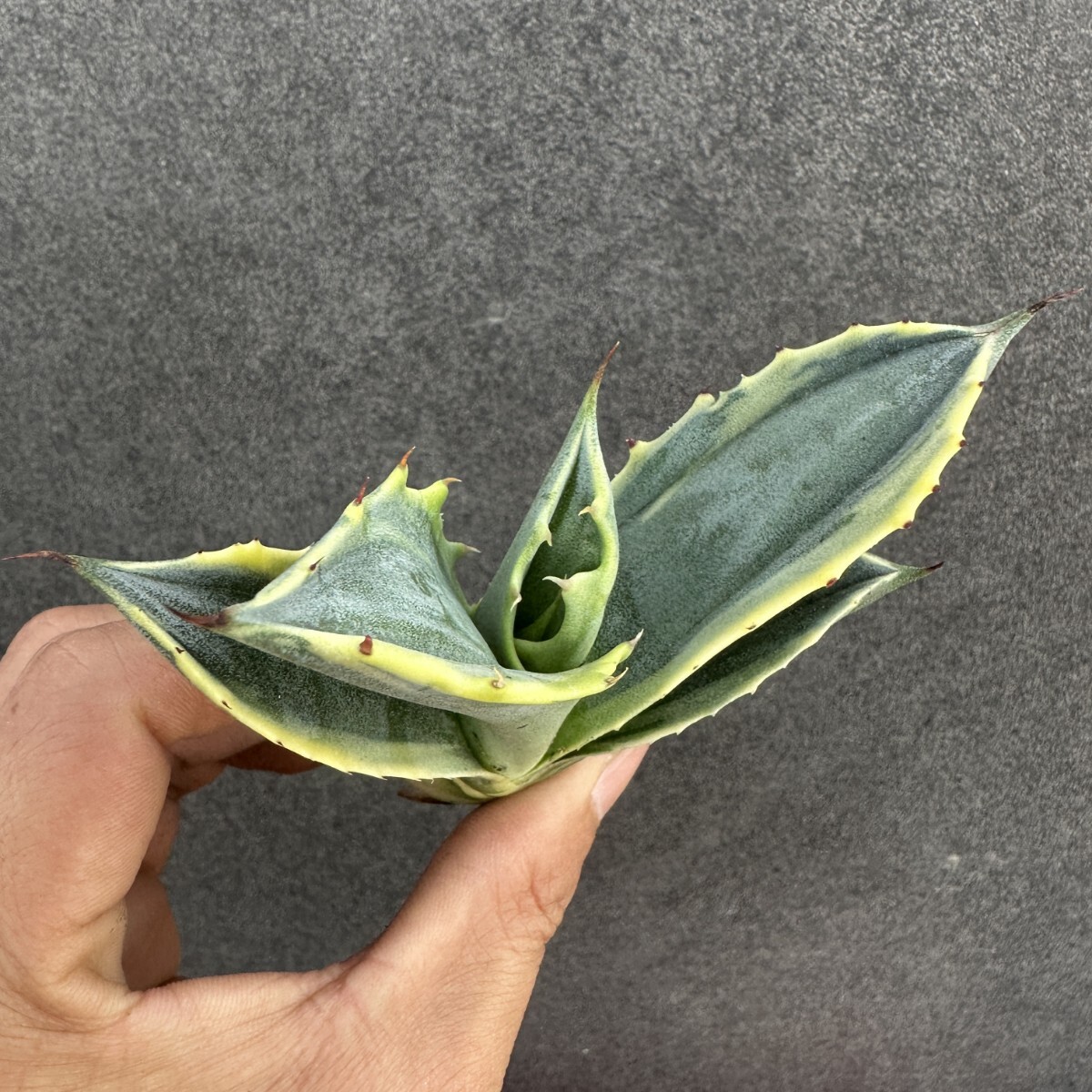 Yahoo!オークション - a86 アガベ サルミアナ リップルエフェクト 胴切...