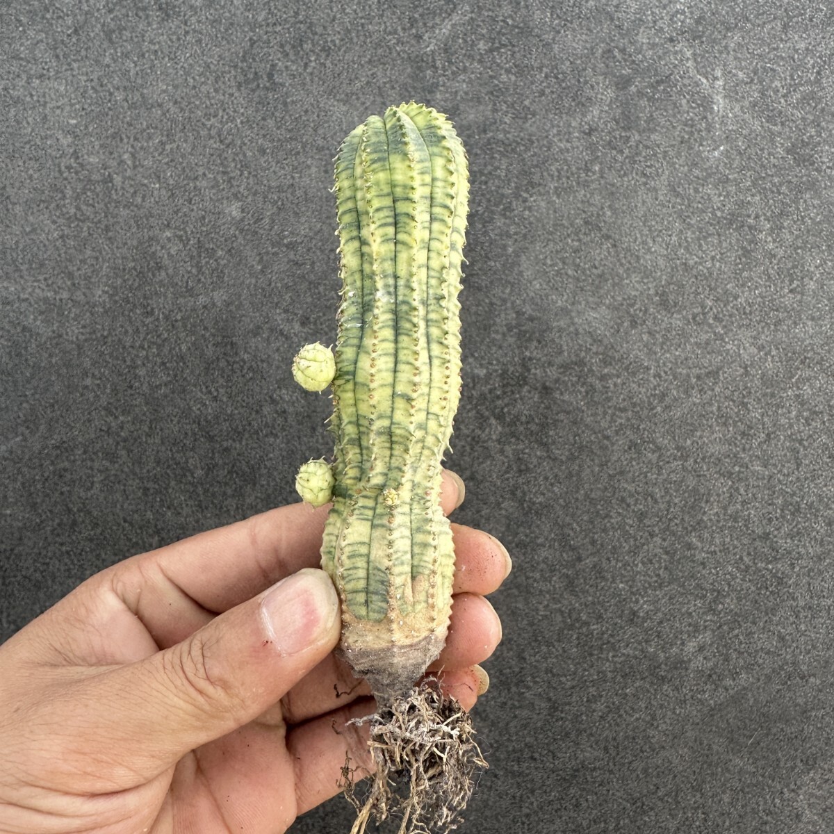 Yahoo!オークション - a87 ヨーロッパ入力 ユーフォルビア オベサブロ...