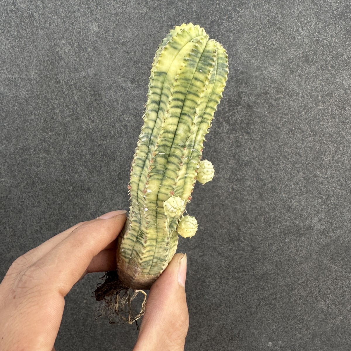 Yahoo!オークション - a87 ヨーロッパ入力 ユーフォルビア オベサブロ...