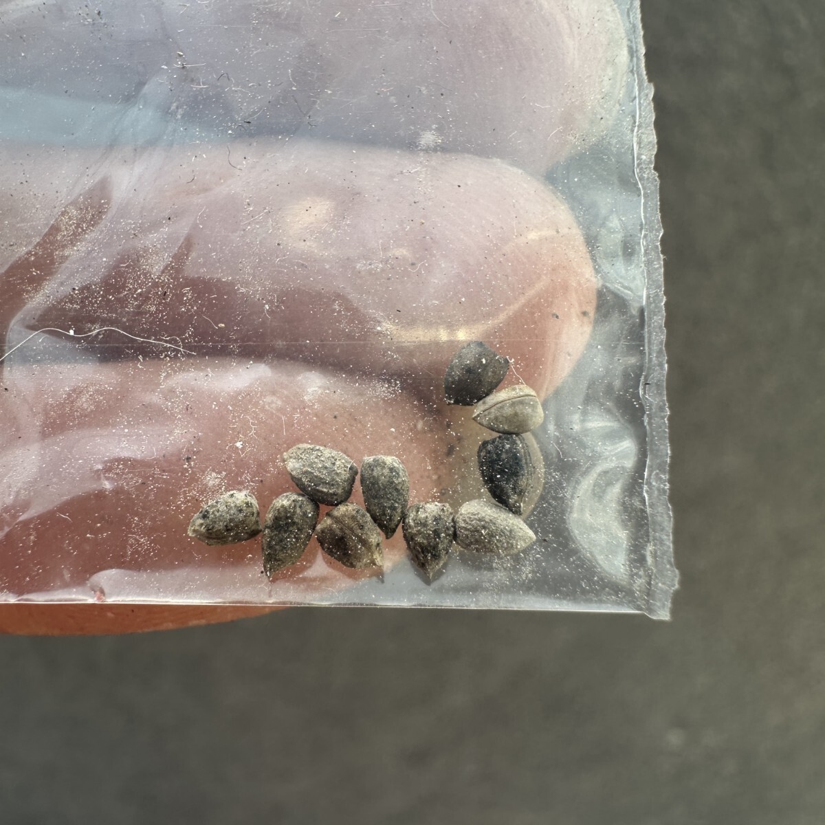 Yahoo!オークション - b38 【自家採取】Euphorbia etuberculosa/ユーフ...