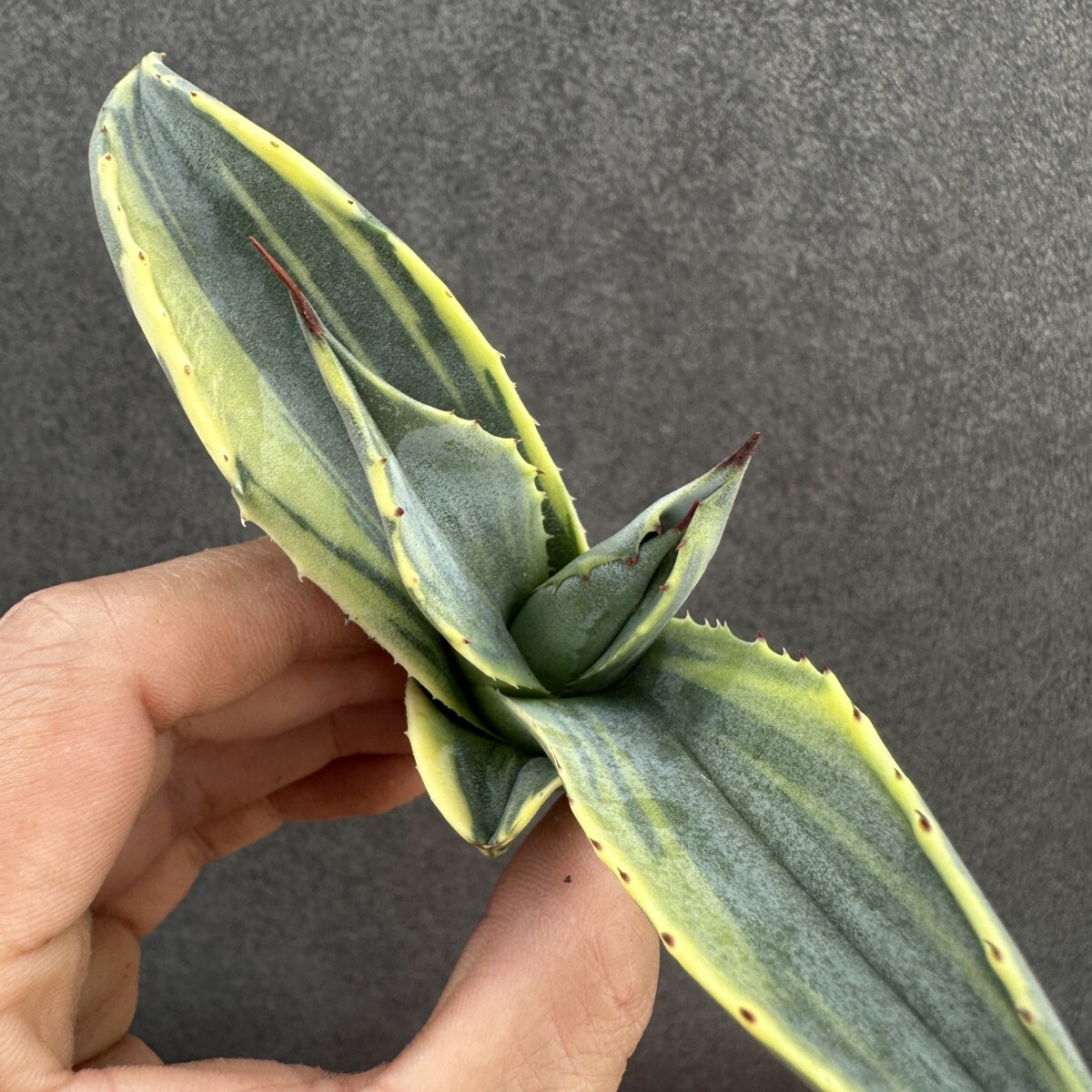 Yahoo!オークション - b72 アガベ サルミアナ リップルエフェクト 胴切...