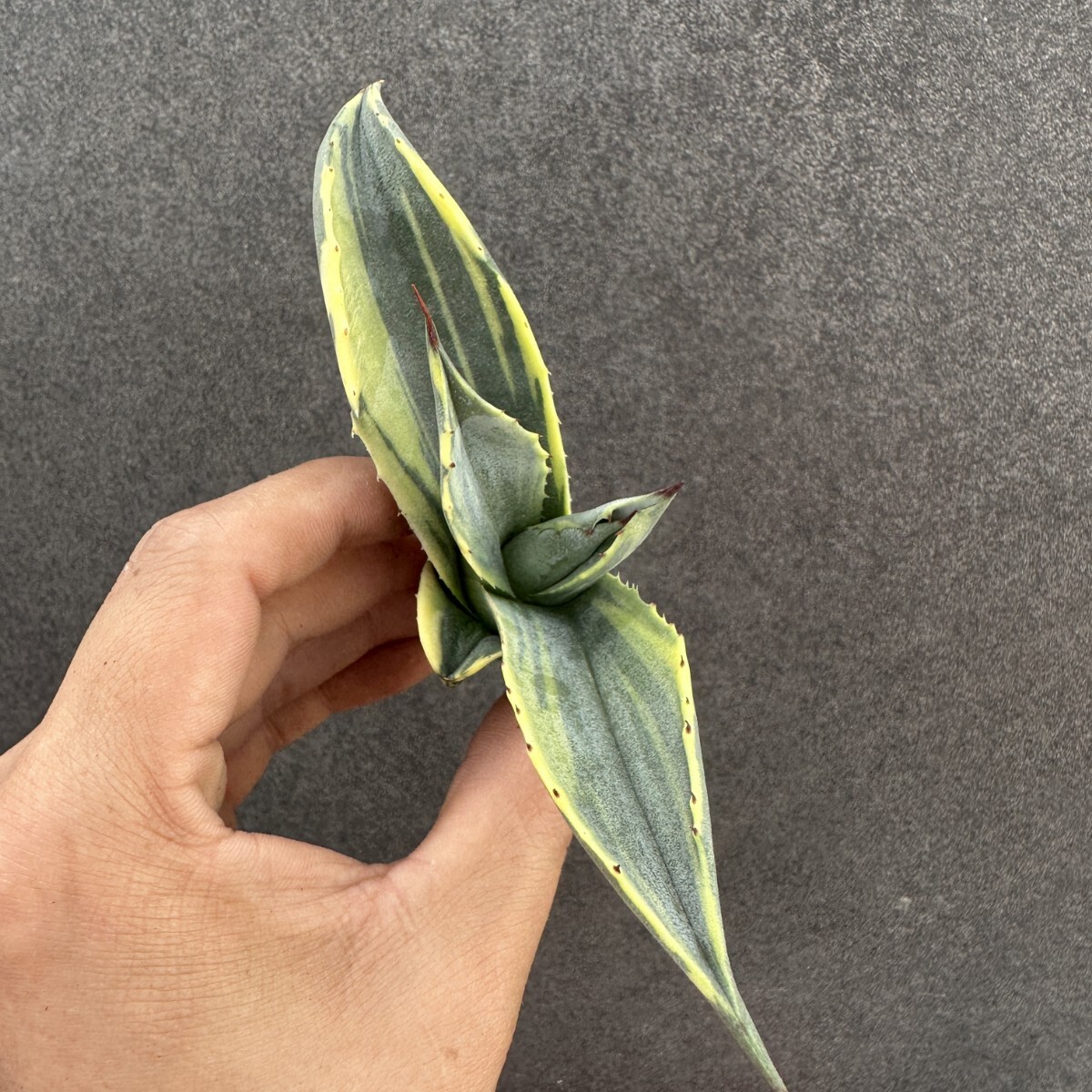 Yahoo!オークション - b72 アガベ サルミアナ リップルエフェクト 胴切...