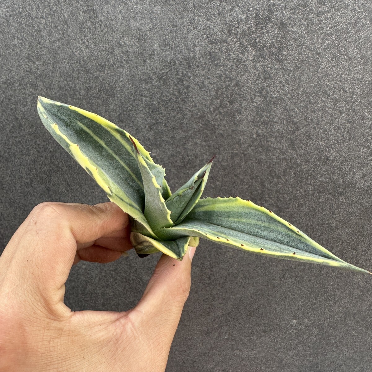 Yahoo!オークション - b72 アガベ サルミアナ リップルエフェクト 胴切...