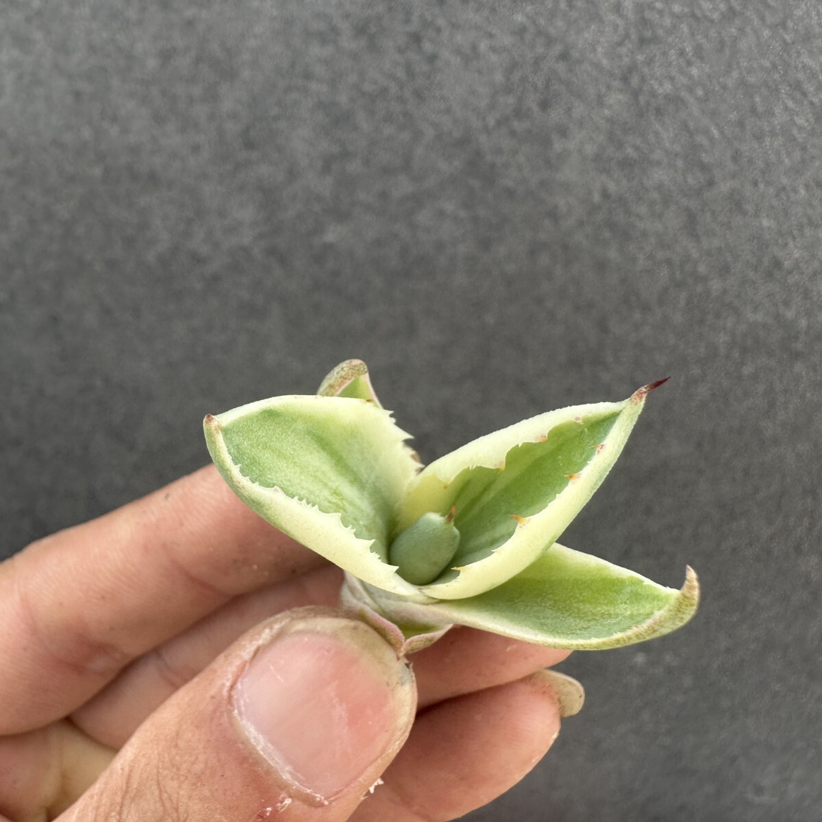 Yahoo!オークション - b83 アガベ パリー トランカータ オリザバ