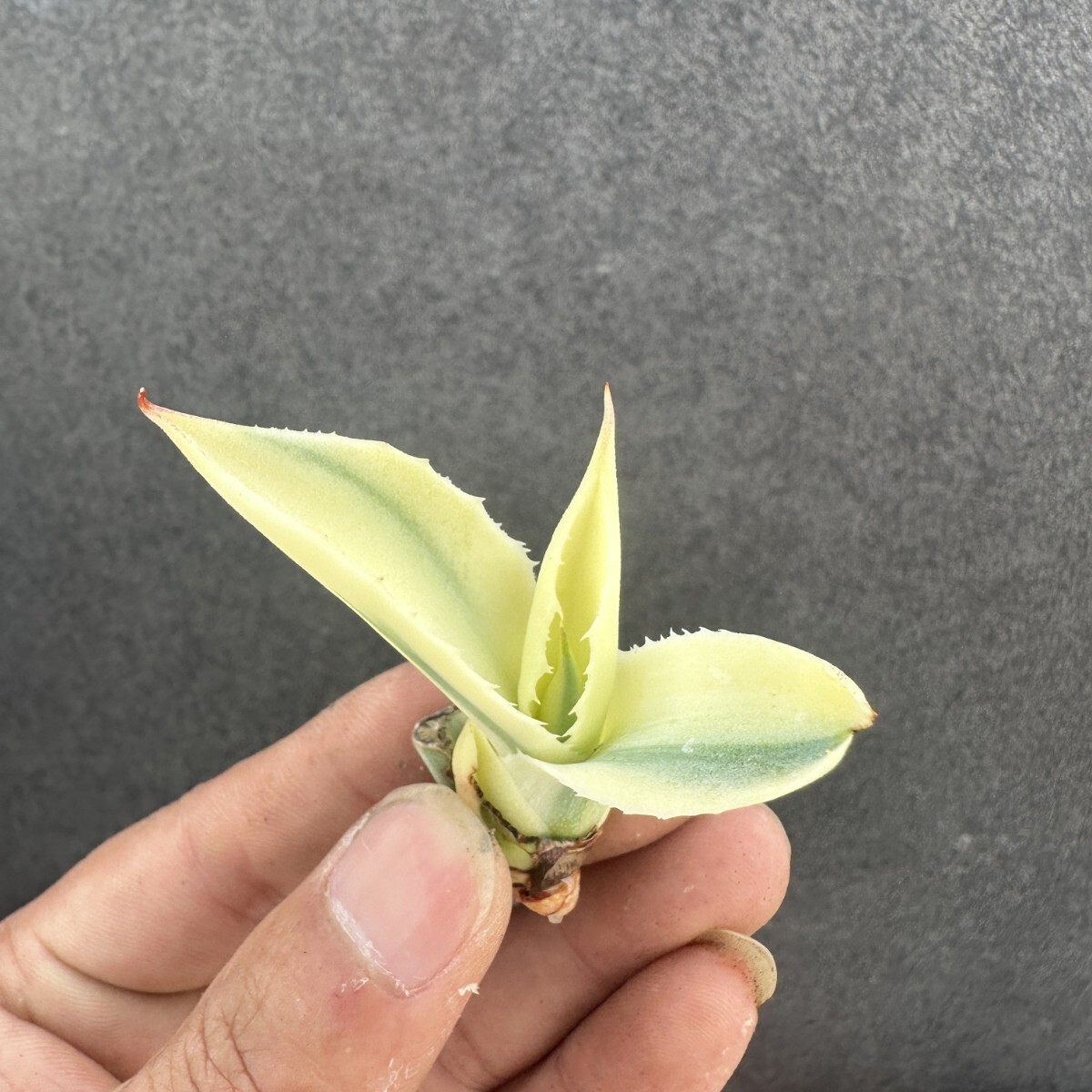 Yahoo!オークション - b84 アガベ パリー トランカータ オリザバ