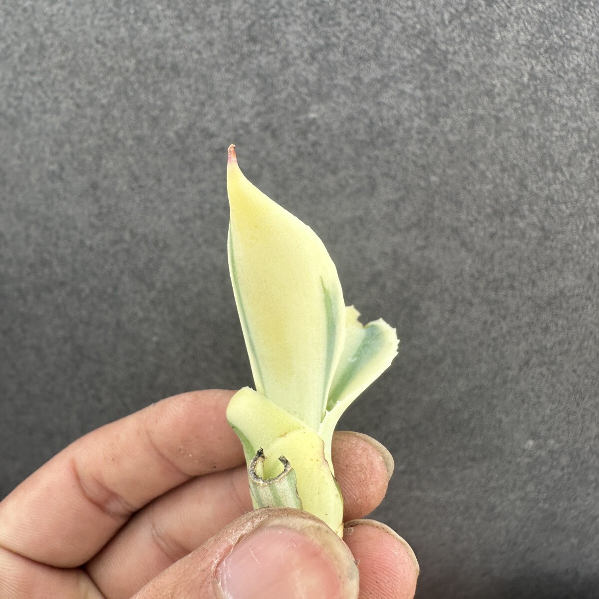 Yahoo!オークション - b84 アガベ パリー トランカータ オリザバ