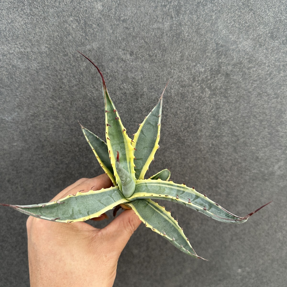 Yahoo!オークション - b86 アガベ モンタナ ティファニー montana アガ...