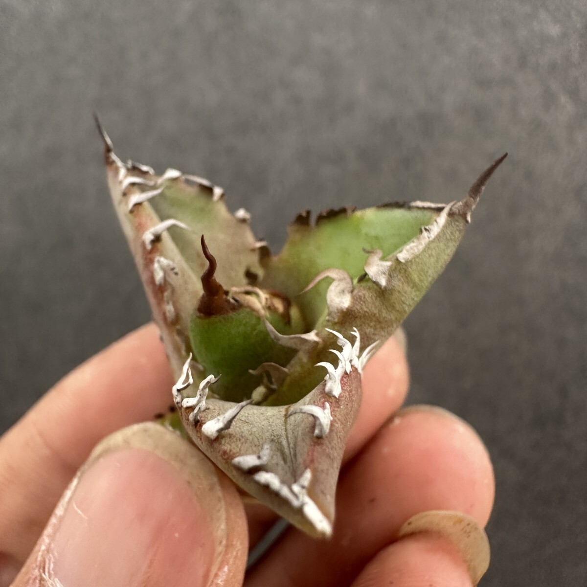 Yahoo!オークション - b91 多肉植物 アガベ チタノタ 悪魔くん BAKEMON...