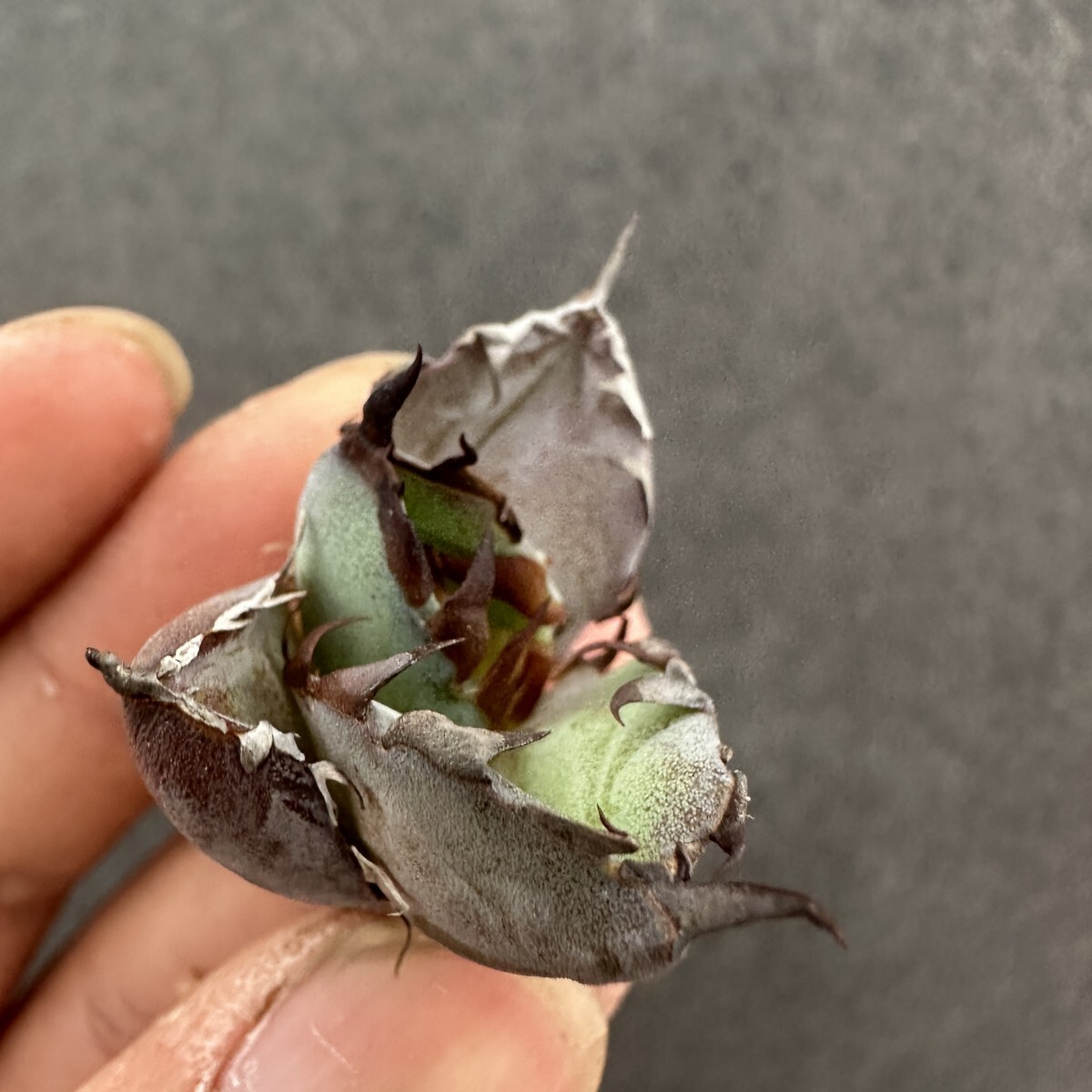 Yahoo!オークション - b92 多肉植物 アガベ チタノタ BEAST ビースト ...