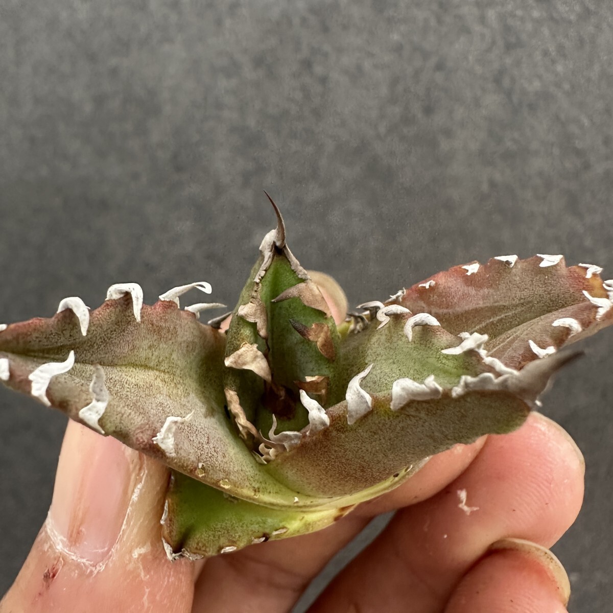 Yahoo!オークション - b93 多肉植物 アガベ チタノタ 悪魔くん BAKEMON...