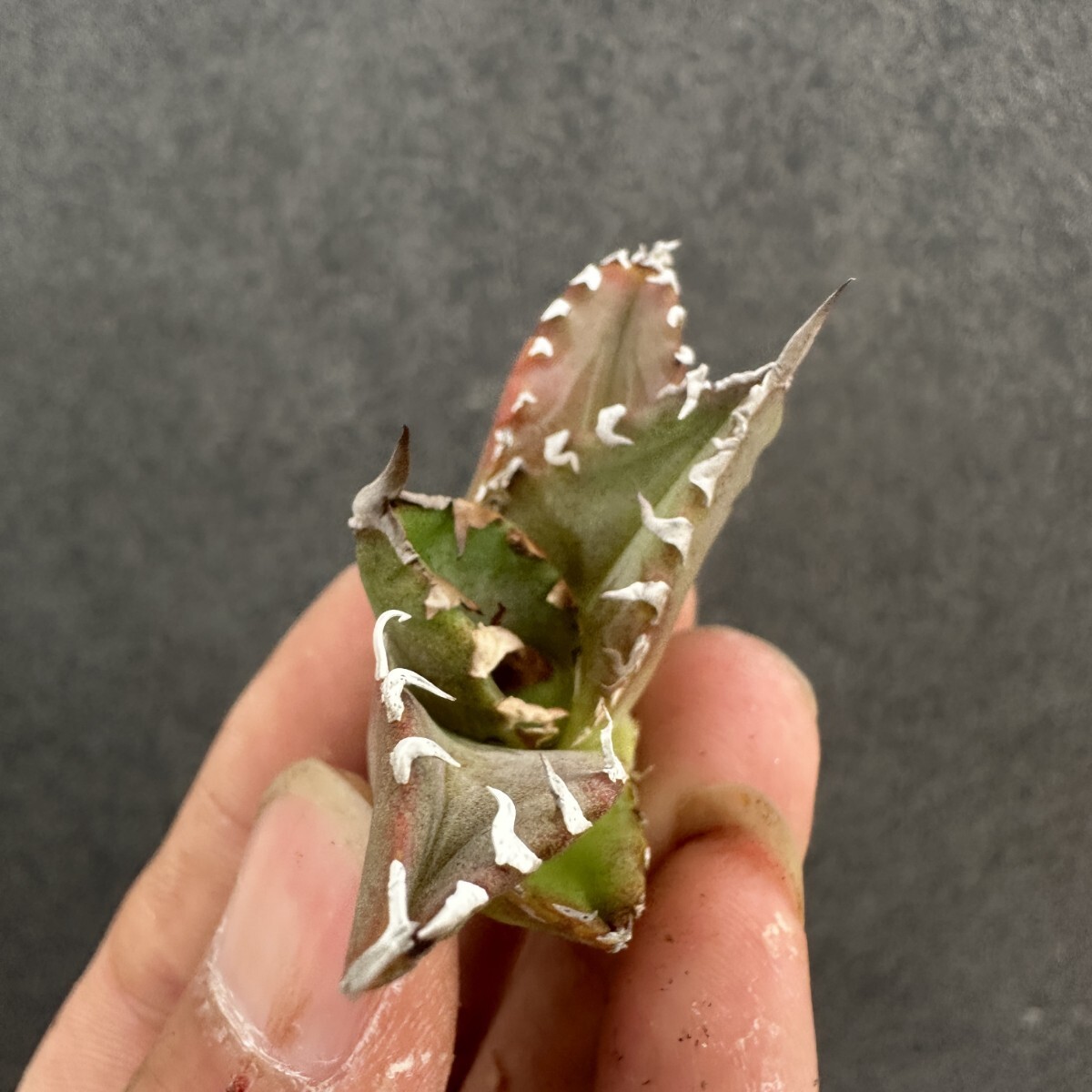 Yahoo!オークション - b93 多肉植物 アガベ チタノタ 悪魔くん BAKEMON...