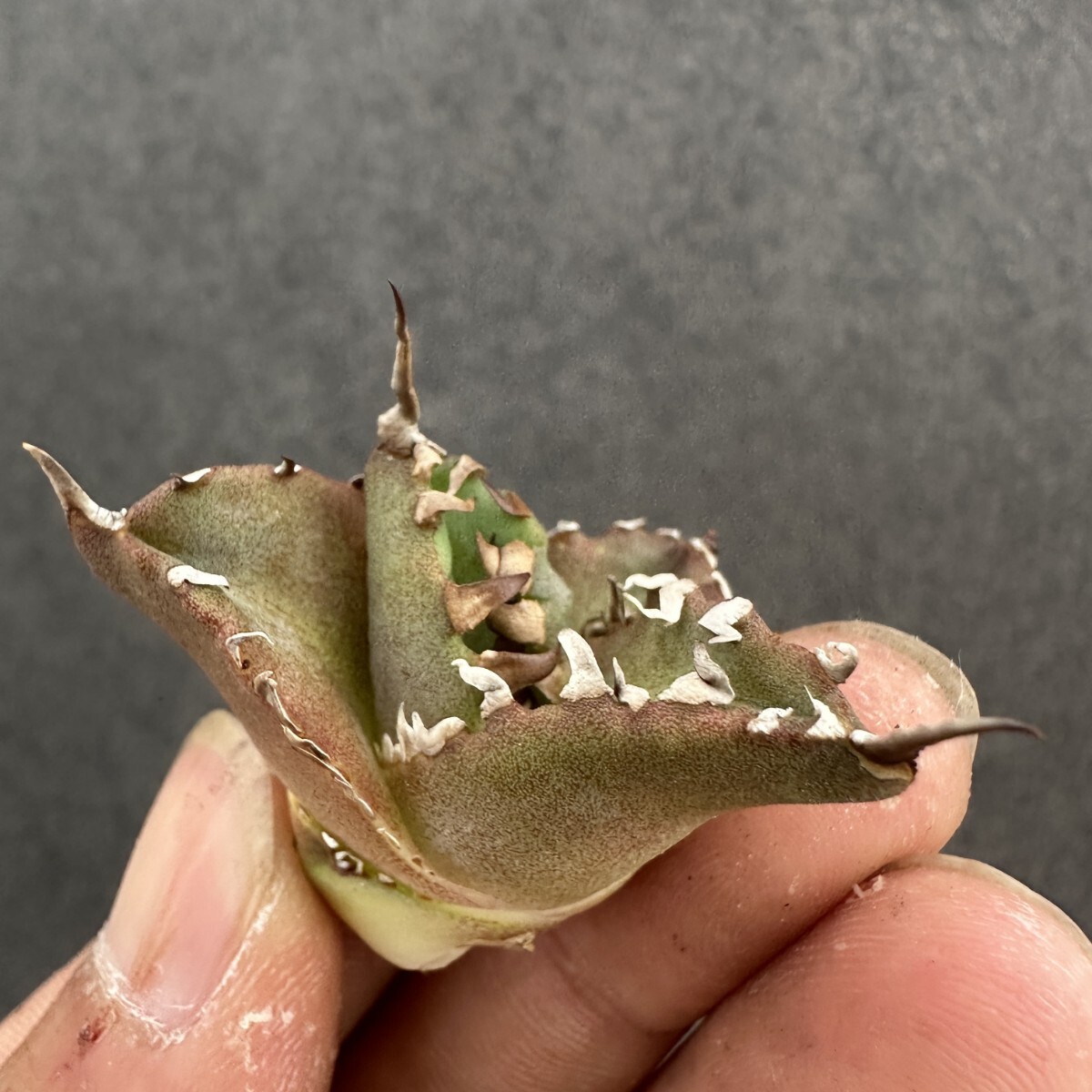 Yahoo!オークション - b94 多肉植物 アガベ チタノタ 悪魔くん BAKEMON...