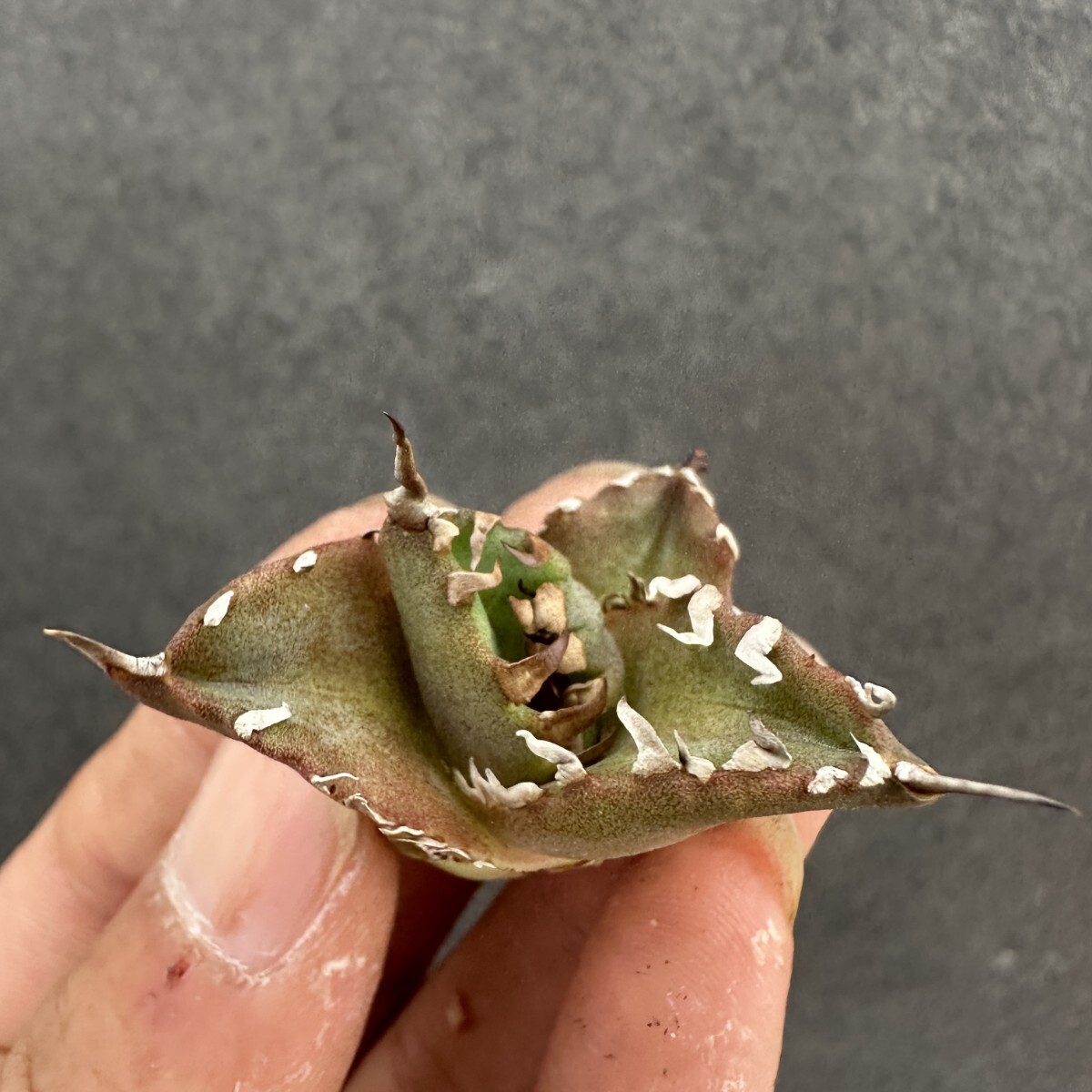 Yahoo!オークション - b94 多肉植物 アガベ チタノタ 悪魔くん BAKEMON...