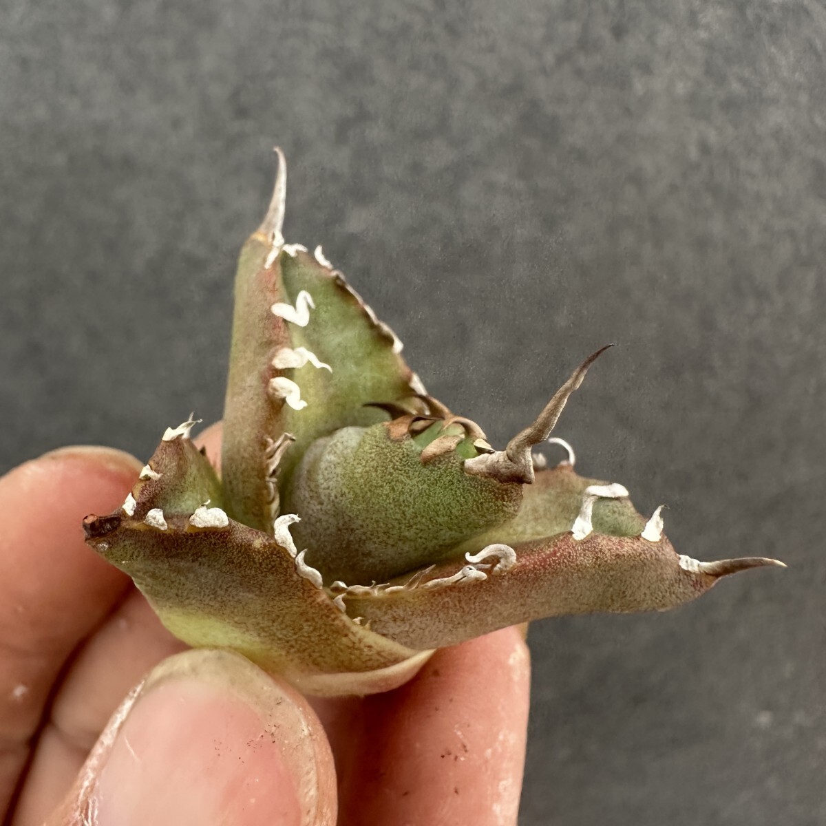 Yahoo!オークション - b94 多肉植物 アガベ チタノタ 悪魔くん BAKEMON...