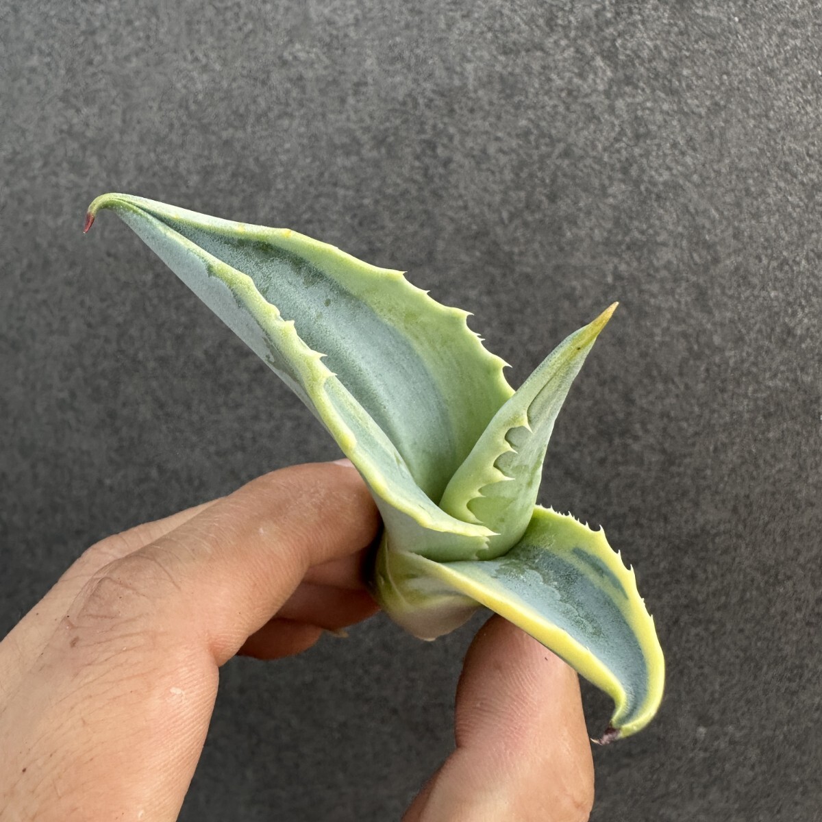 Yahoo!オークション - d89 アガベ サルミアナ リップルエフェクト 胴切...