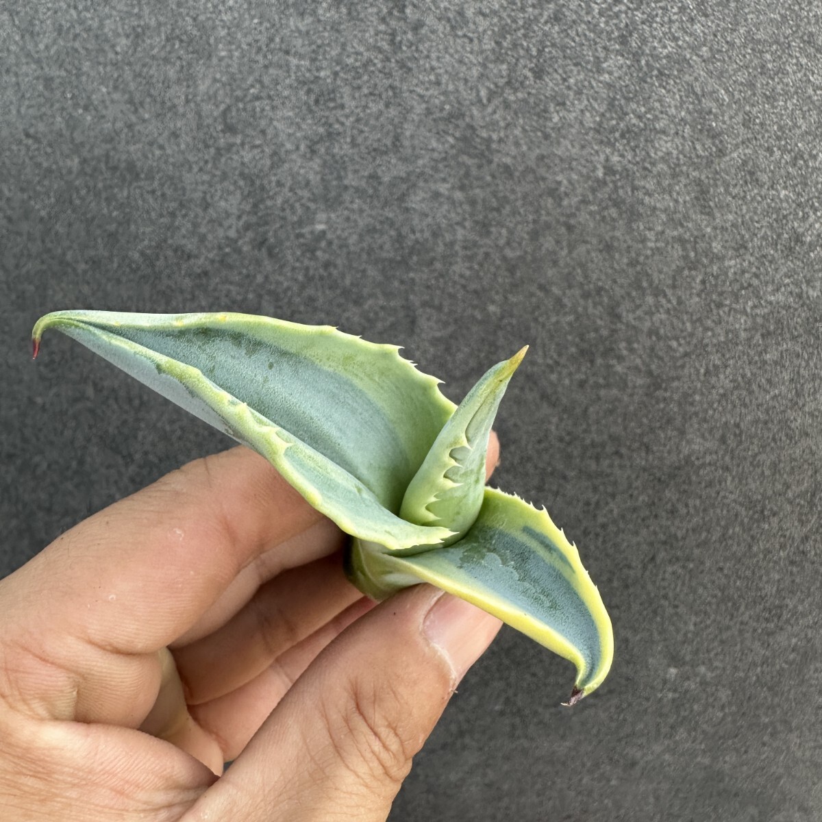 Yahoo!オークション - d89 アガベ サルミアナ リップルエフェクト 胴切...