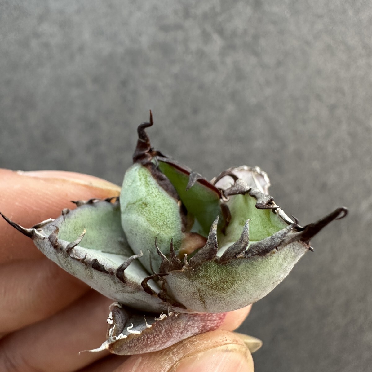 Yahoo!オークション - d92 多肉植物 アガベ チタノタ BEAST ビースト ...