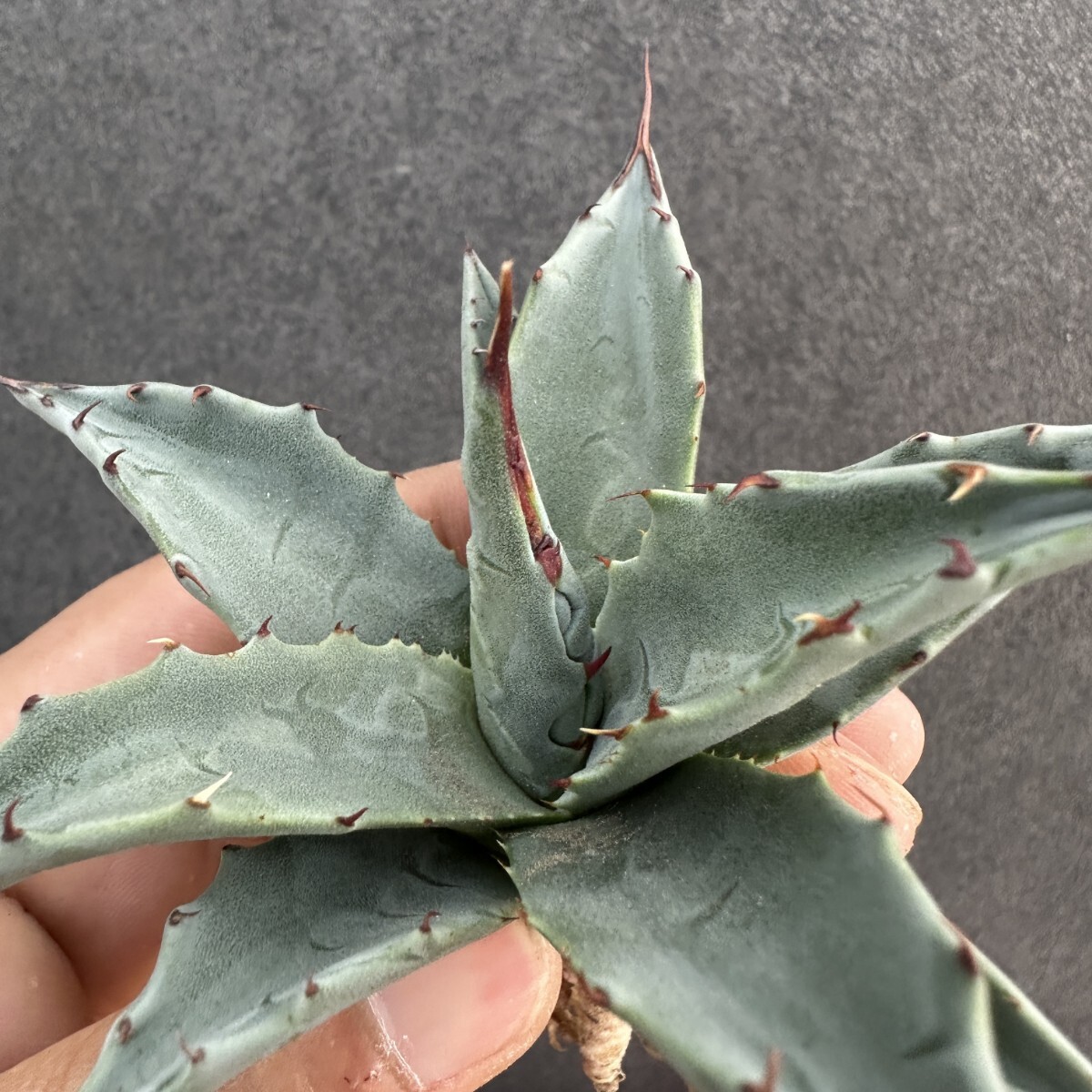 Yahoo!オークション - d93 アガベジェントリージョーズ 検（悪魔くん ...