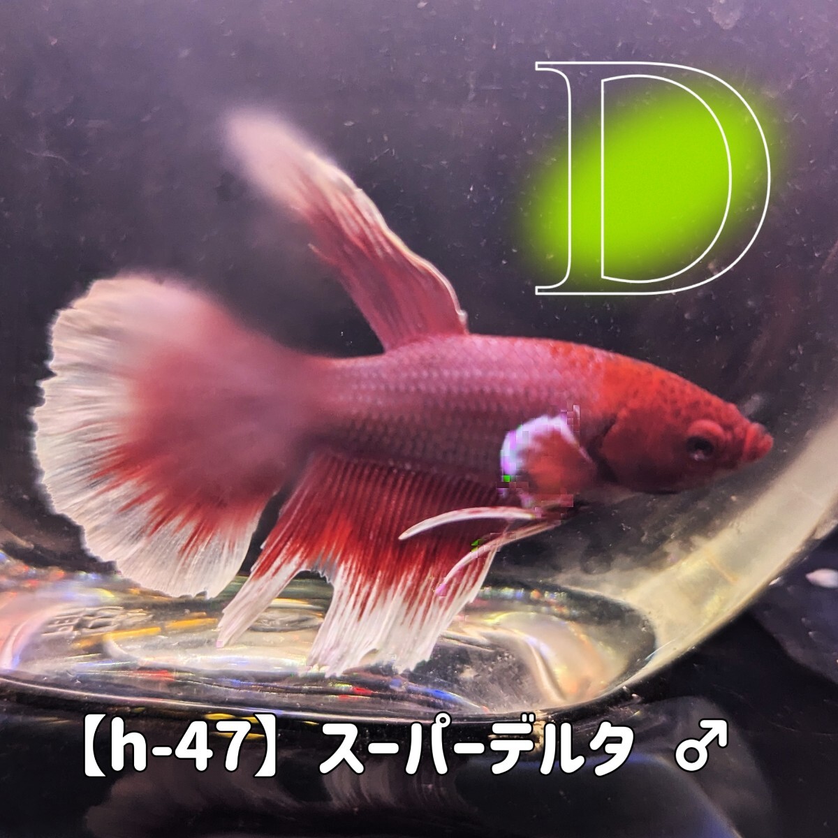 Yahoo!オークション - 【h47】バタフライ ワインレッド スーパデルタ ...