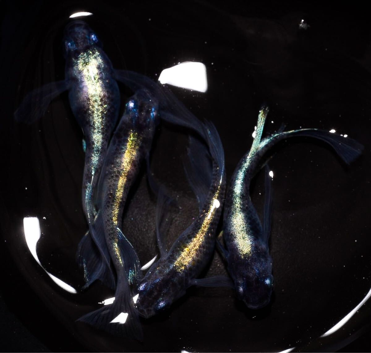 Yahoo!オークション - 【NIDO】極上 花魁ブルー黒錦系RLF 2ペア 川戸様...