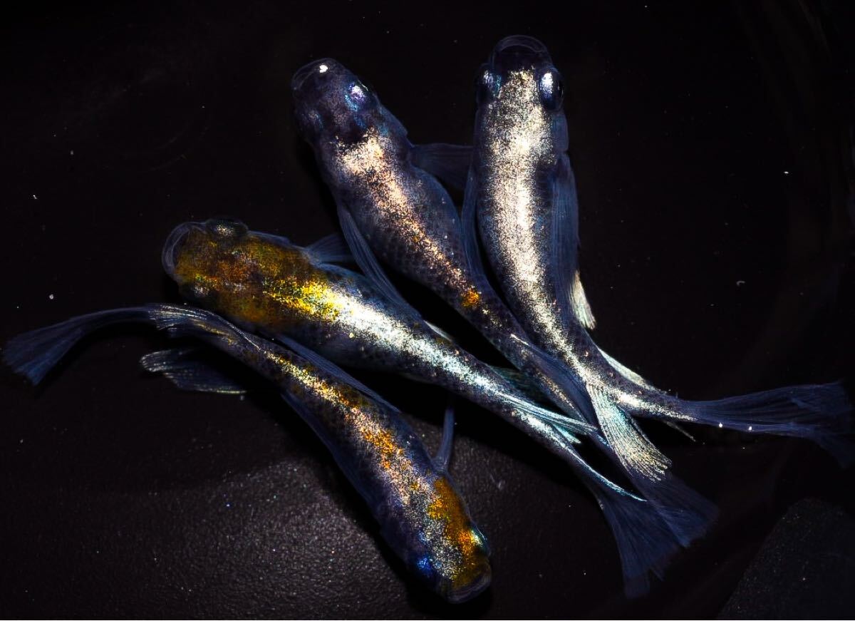 Yahoo!オークション - 【NIDO】極上 花魁RLF 2ペア 川戸様直系 産卵中