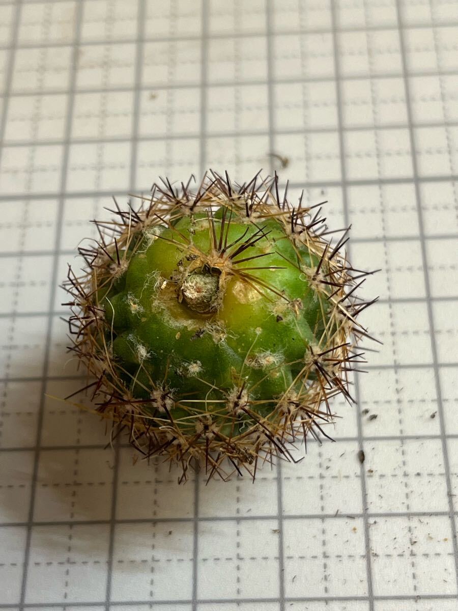 Yahoo!オークション - 大輪花サボテン 夏瑶