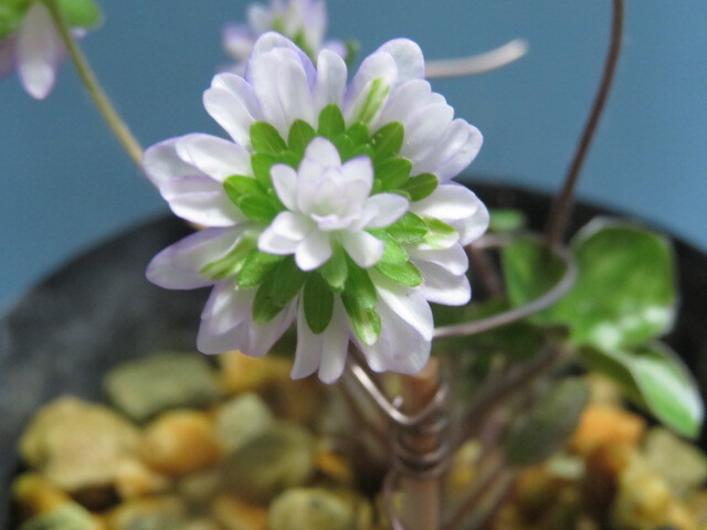 Yahoo!オークション - Q89雪割草 真夢 新品