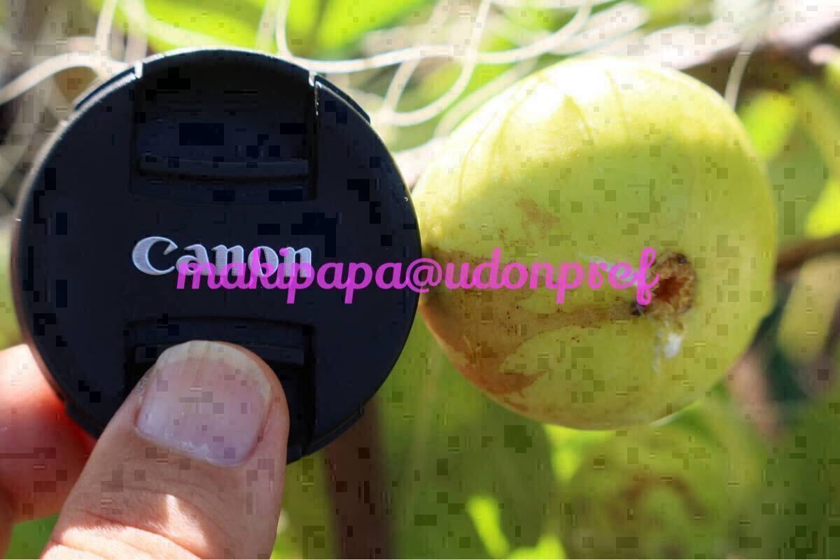 Yahoo!オークション - イチジク 穂木 Gulgun 挿し穂 2本