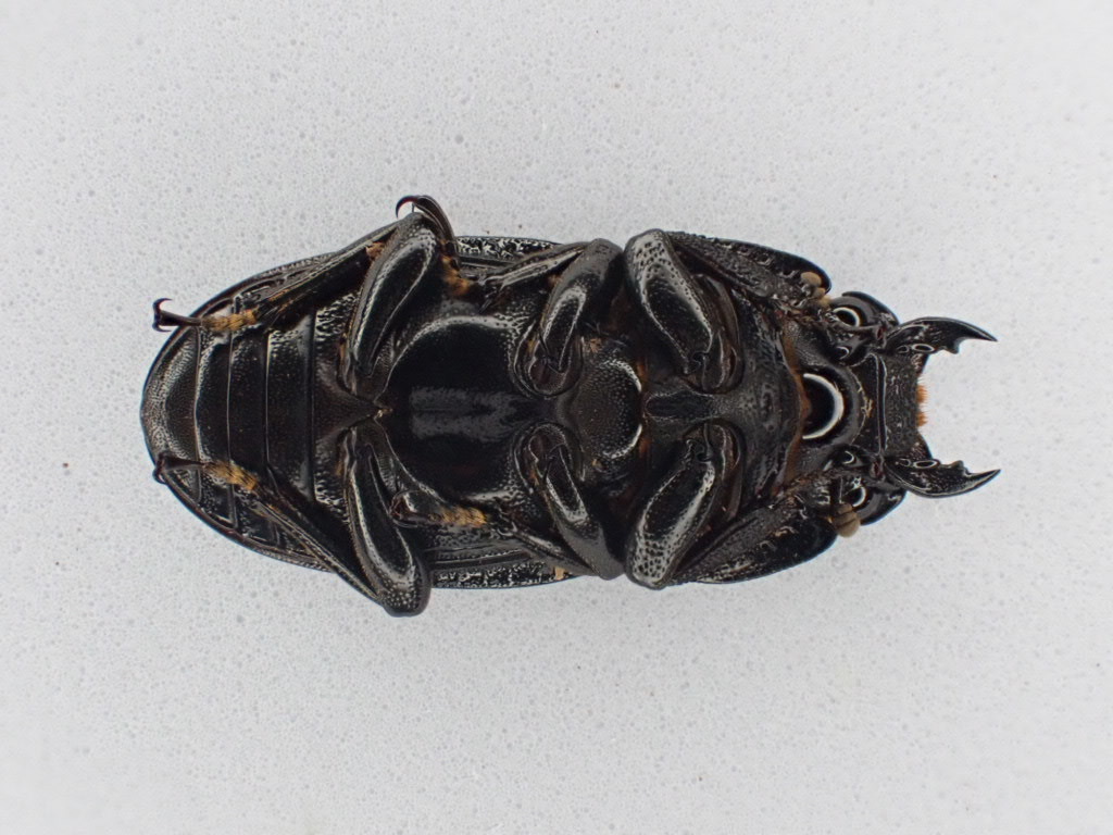 Yahoo!オークション - パプアヒラタクワガタ アルファック産 WF3 ペア ...