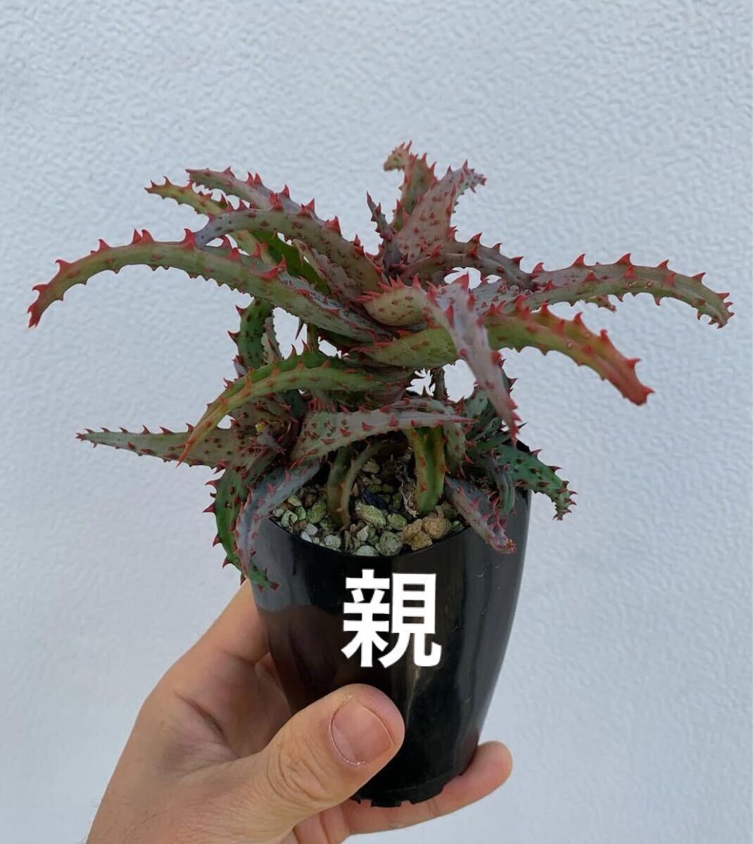 Yahoo!オークション - Aloe hyb 'Suisei' x castilloniae 01 アロエハ...