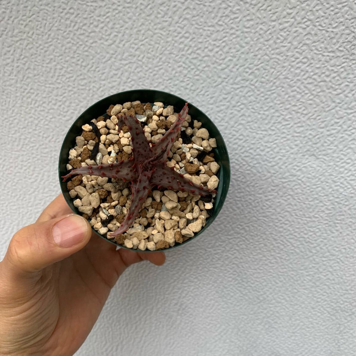 Yahoo!オークション - Aloe hyb 'Suisei' x castilloniae 01 アロエハ...