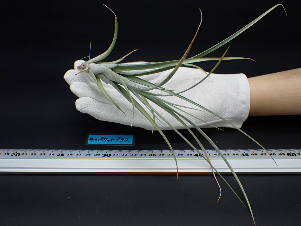Yahoo!オークション - Tillandsia dasyliriifolia チランジア・ダシリ...