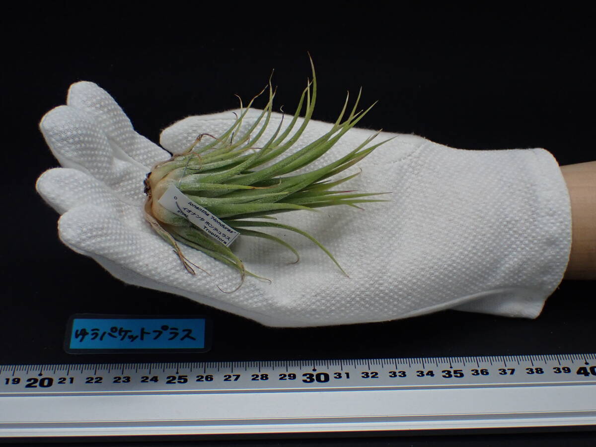 Yahoo!オークション - Tillandsia ionantha 'Honduras' チランジア・イ...