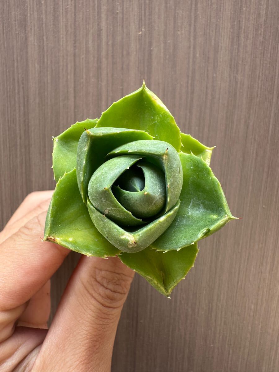 Yahoo!オークション - 【FJ Agave】s7アガベ小精靈 OC株