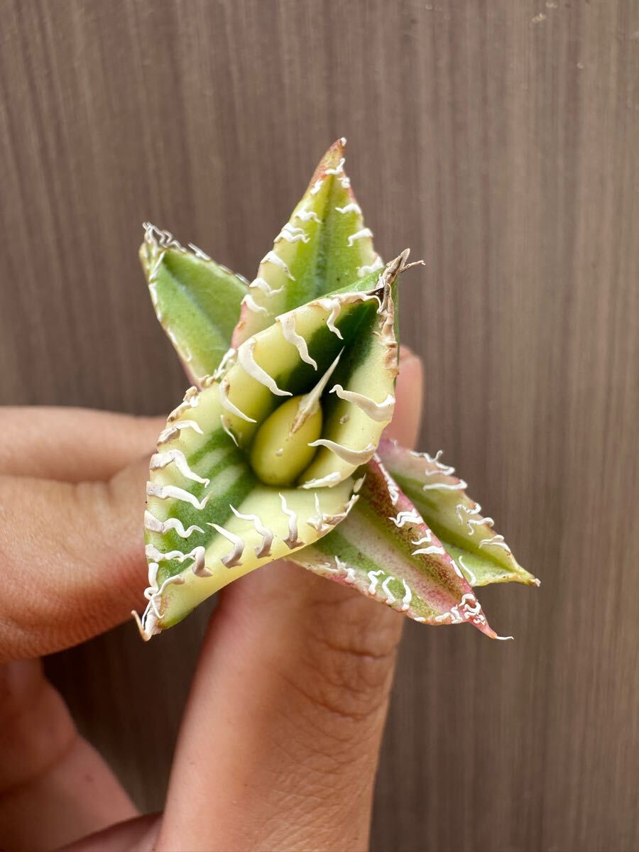 Yahoo!オークション - 【FJ Agave】s43アガベ チタノタ南アフリカダイ...