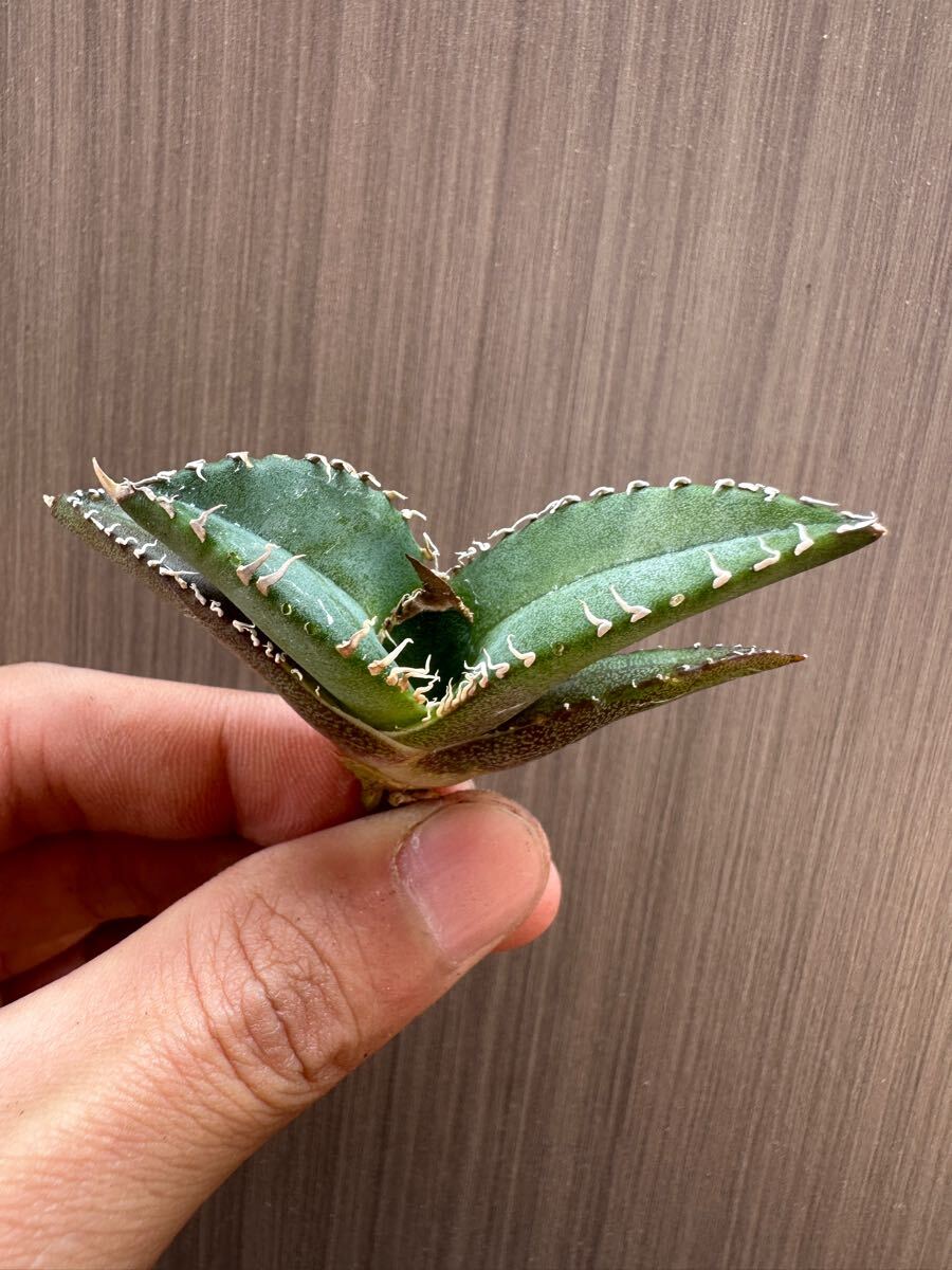 Yahoo!オークション - 【FJ Agave】q18アガベ悪魔くん 特選TC株