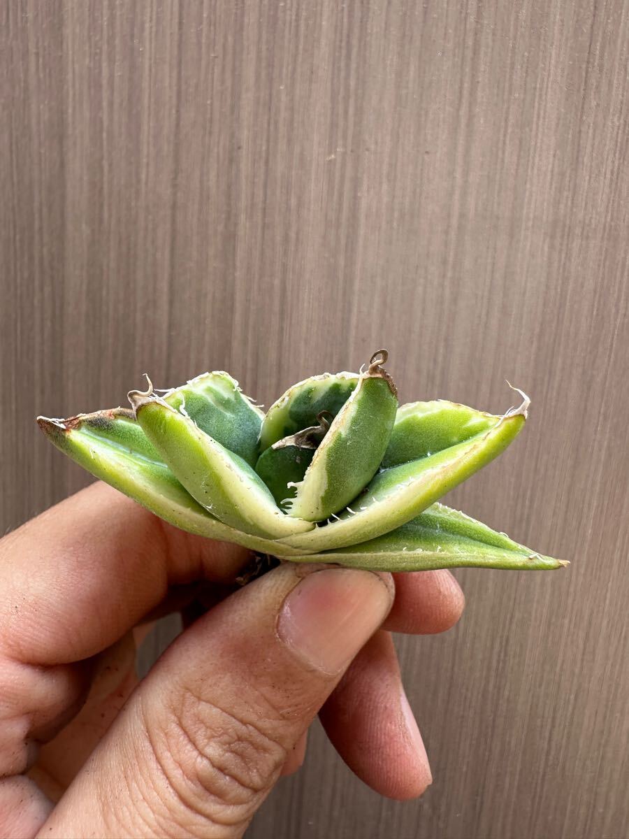 Yahoo!オークション - 【FJ Agave】q57アガベ チタノタ南アフリカダイ...