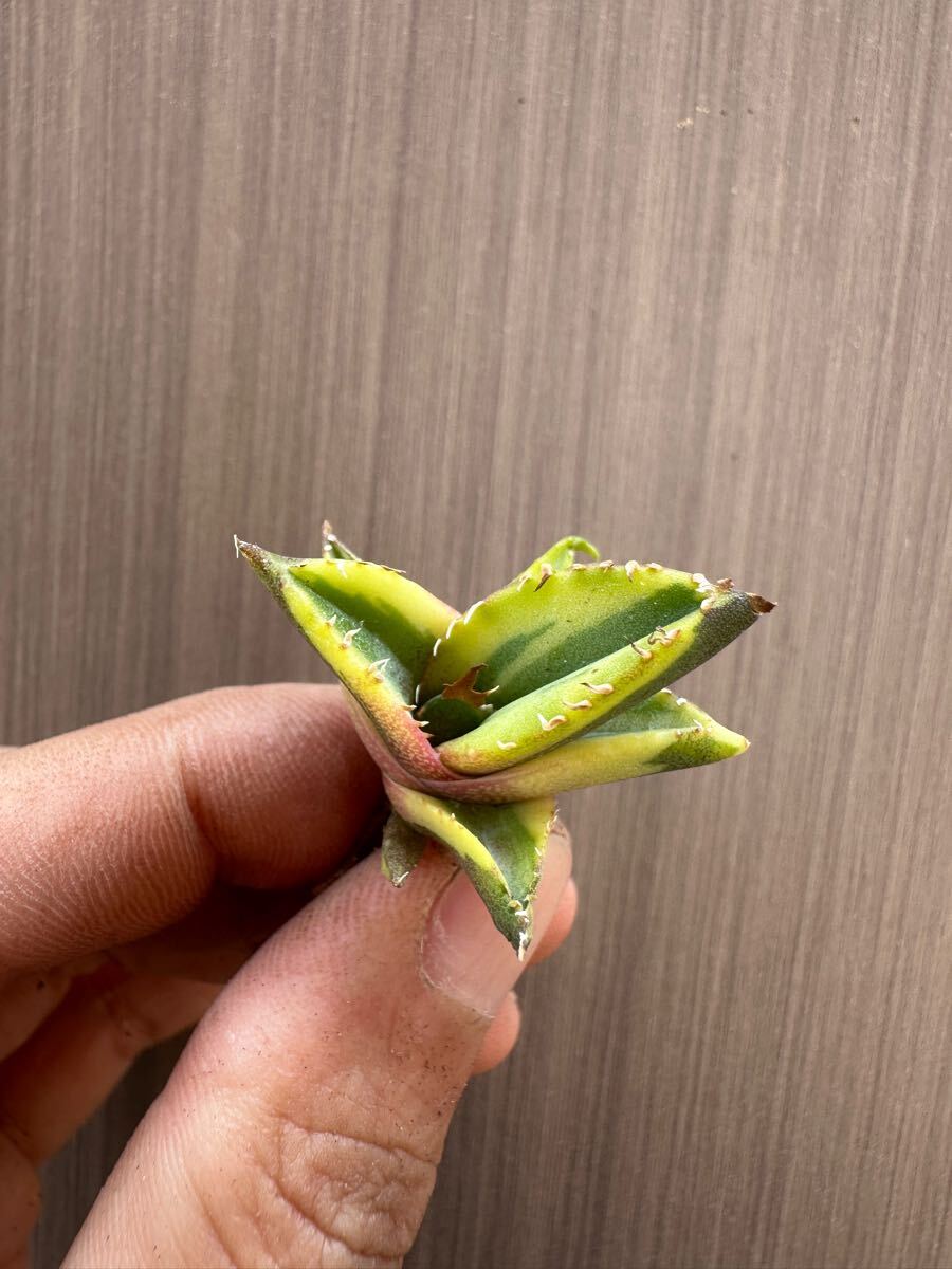 Yahoo!オークション - 【FJ Agave】q74アガベ チタノタ 魔丸錦 極上斑...