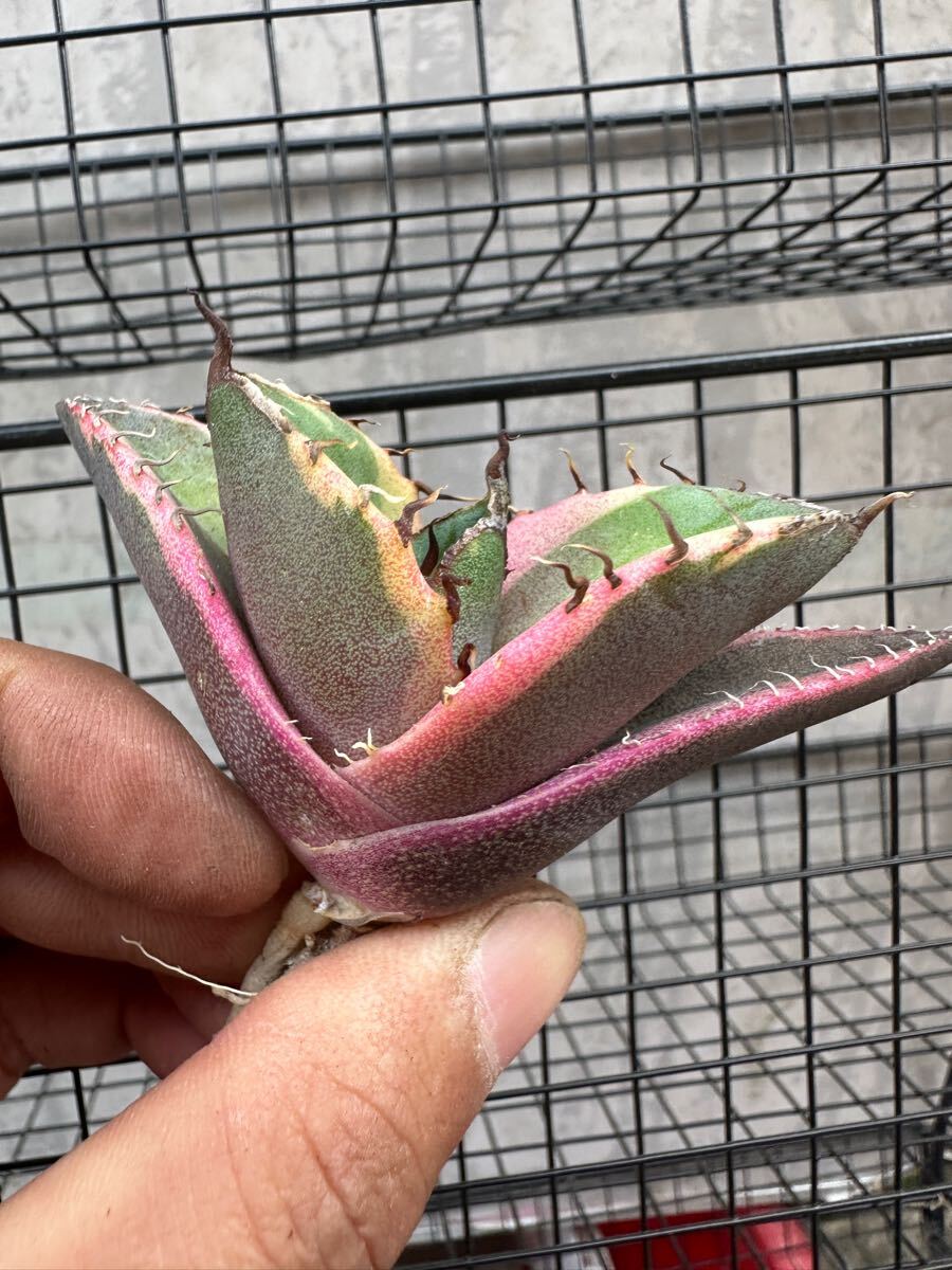 Yahoo!オークション - 【FJ Agave】69アガベ titanota 黒豹錦 斑入 白...