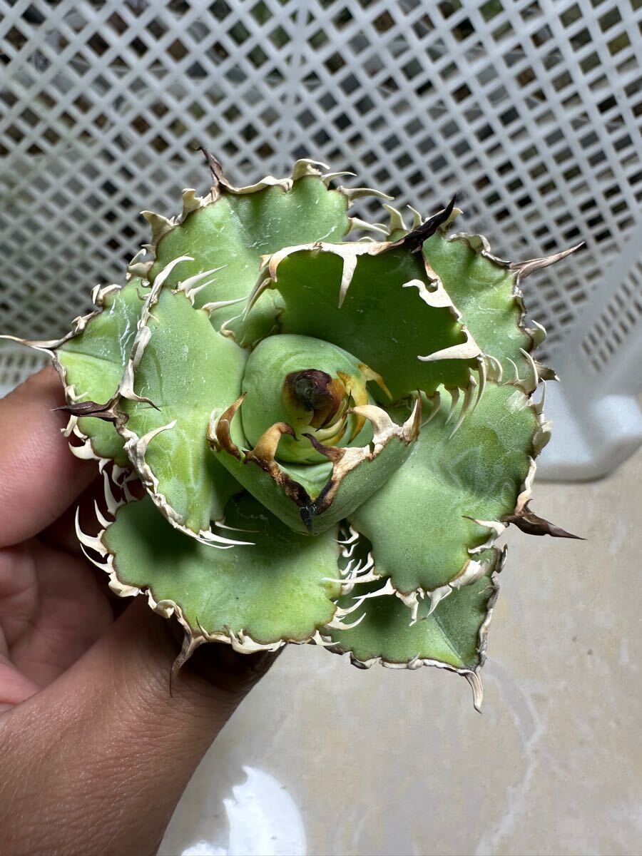 Yahoo!オークション - 【FJ Agave】z29アガベ チタノタ フィリグリー ...